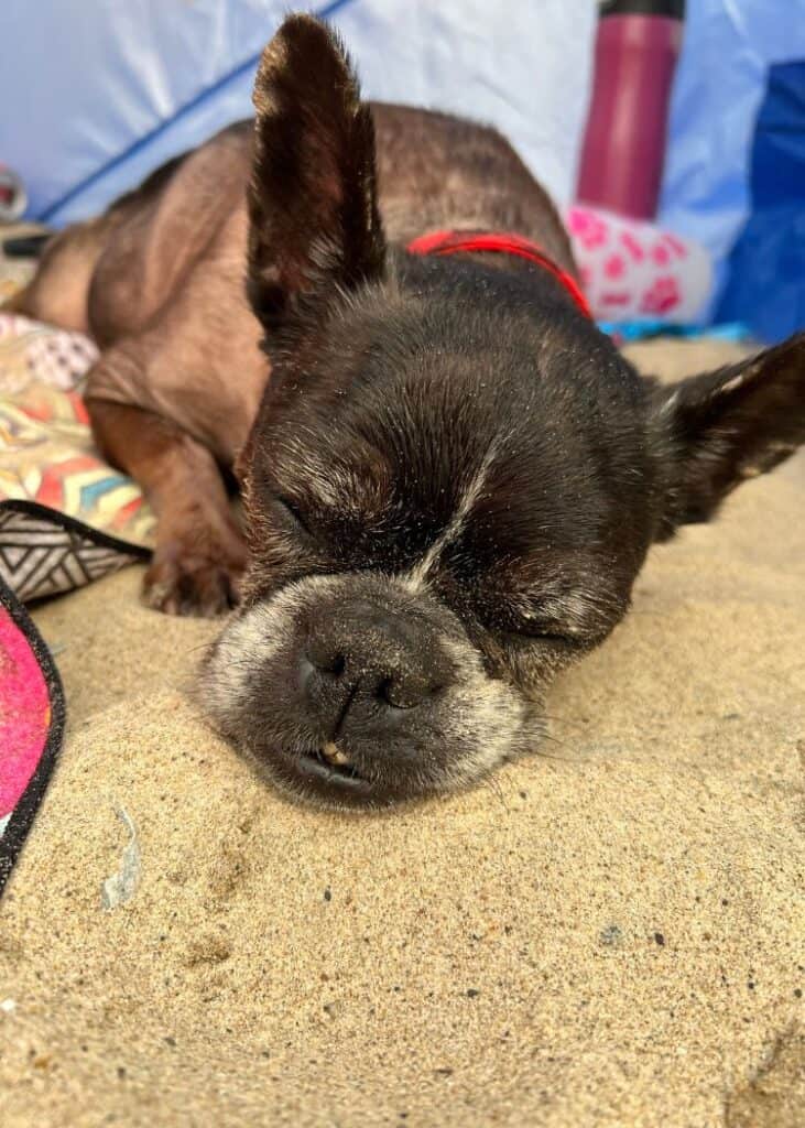 Algonquin: Pog Lake Camping Review & Guide